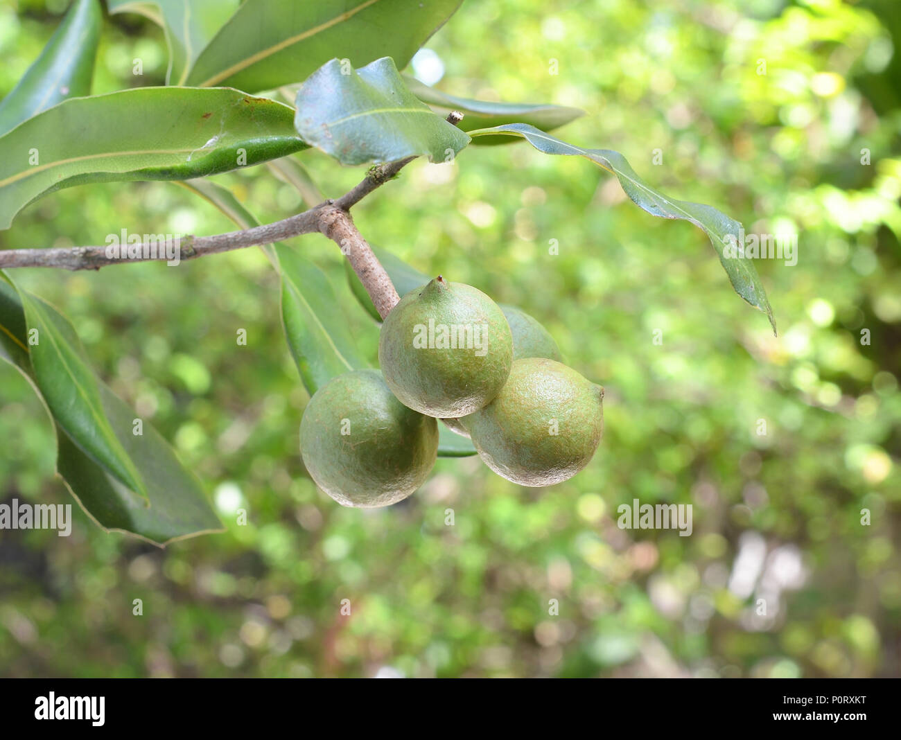 macadamia nuts hanging on tree Stock Photo - Alamy