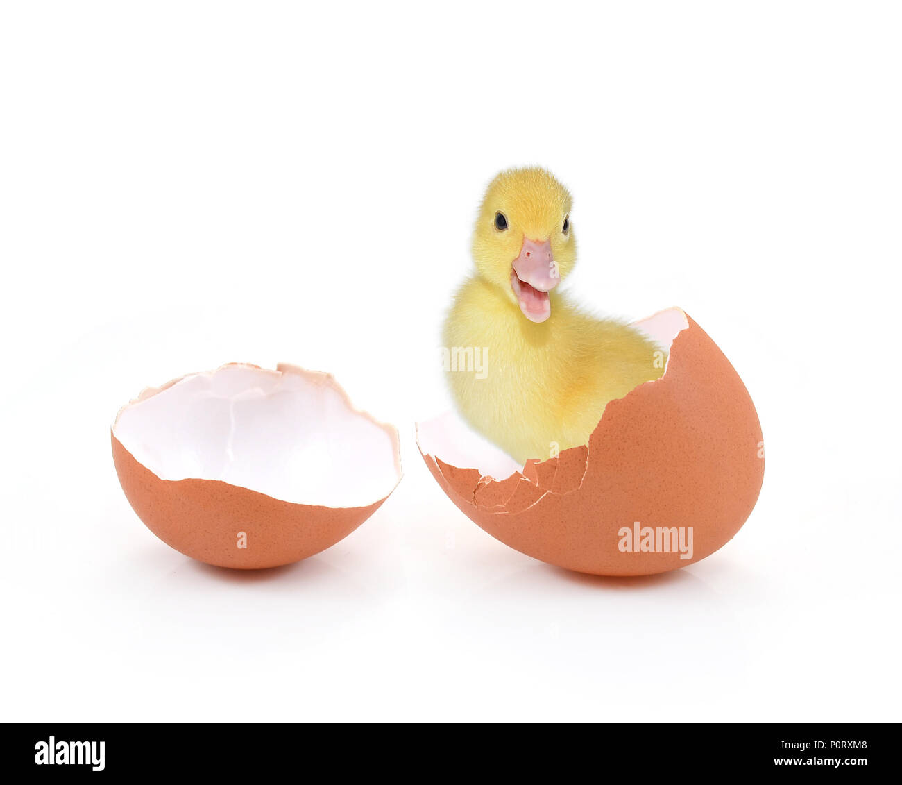 Duckling isolated on white Stock Photo - Alamy