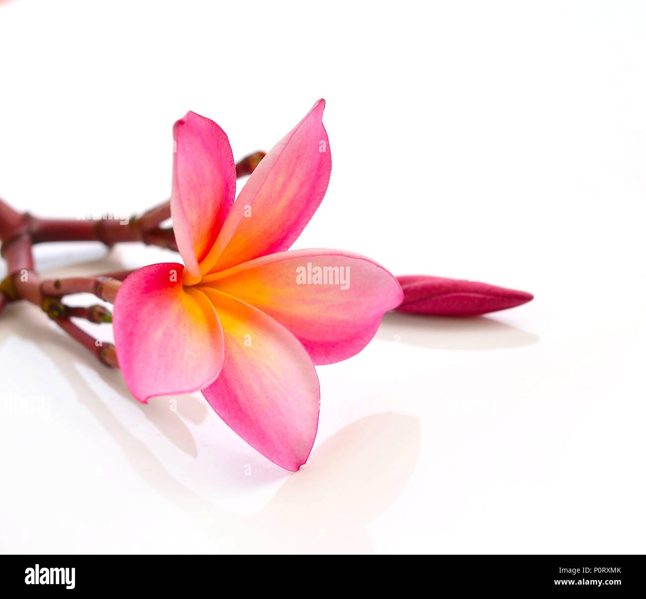 Frangipani flower isolated on white Stock Photo - Alamy