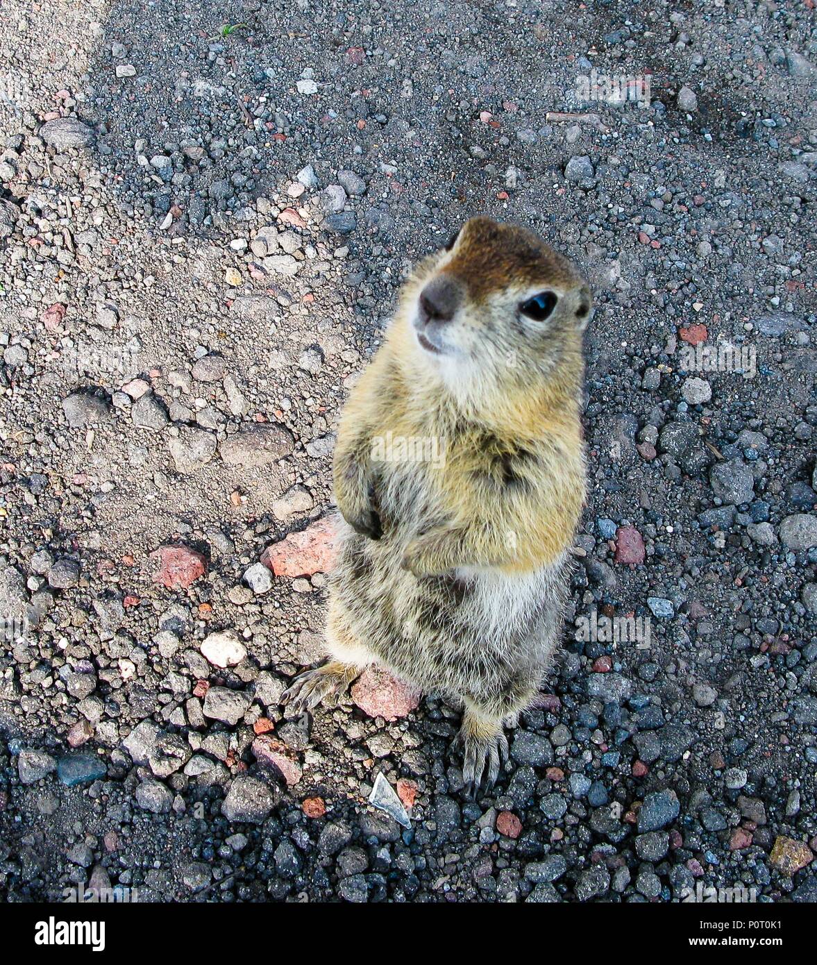Standing gopher on the ground at Kamchatka Peninsula, Russia Stock ...