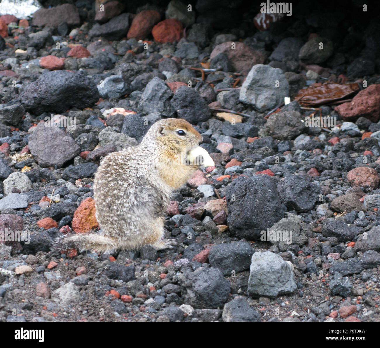 Standing gopher on the ground at Kamchatka Peninsula, Russia Stock ...