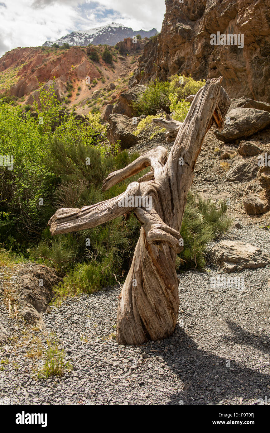 Gnarled Dead Tree at Iskandar Kul, Sughd Province, Tajikistan Stock ...