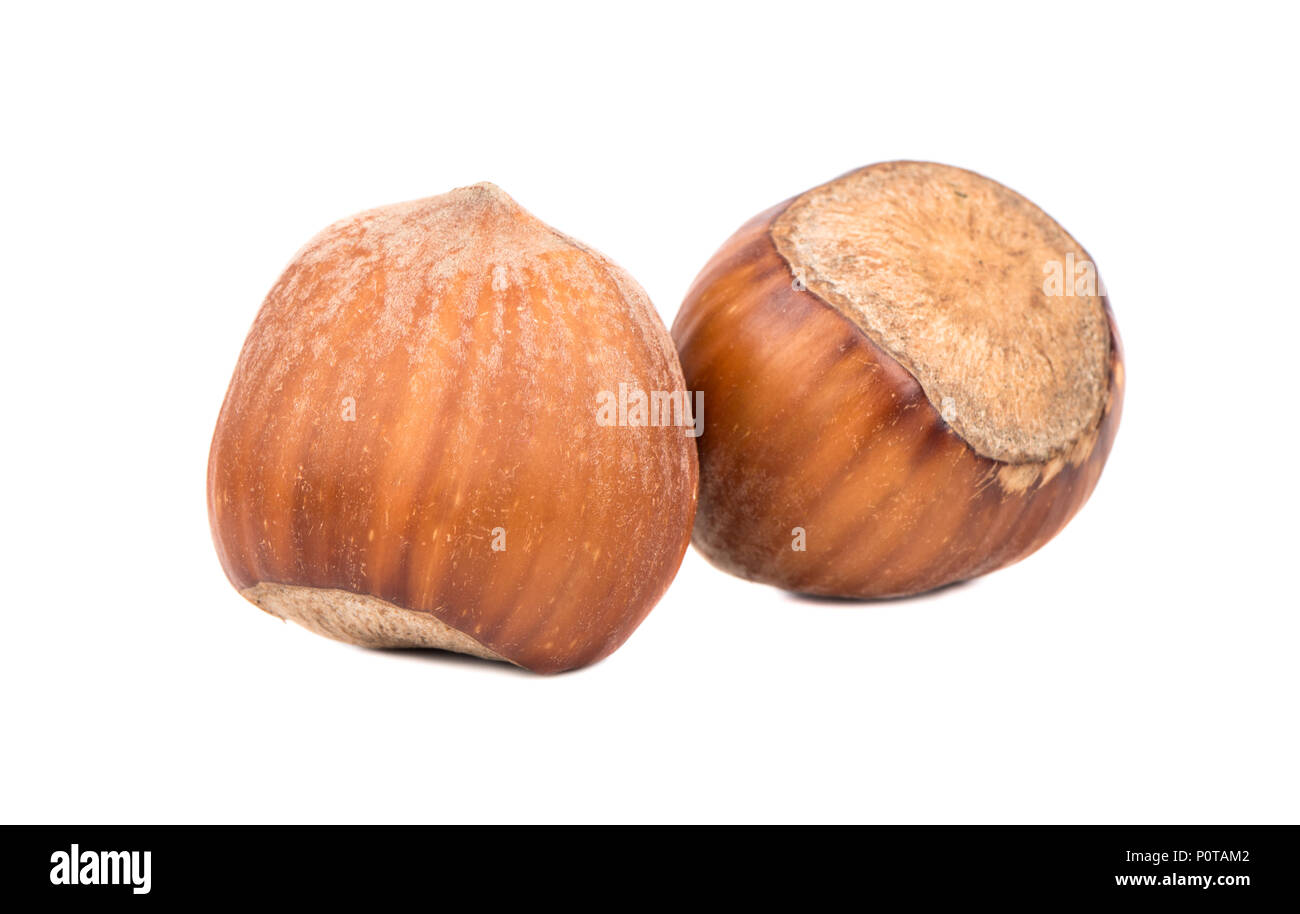 Two raw hazelnuts in shell on a white background Stock Photo - Alamy