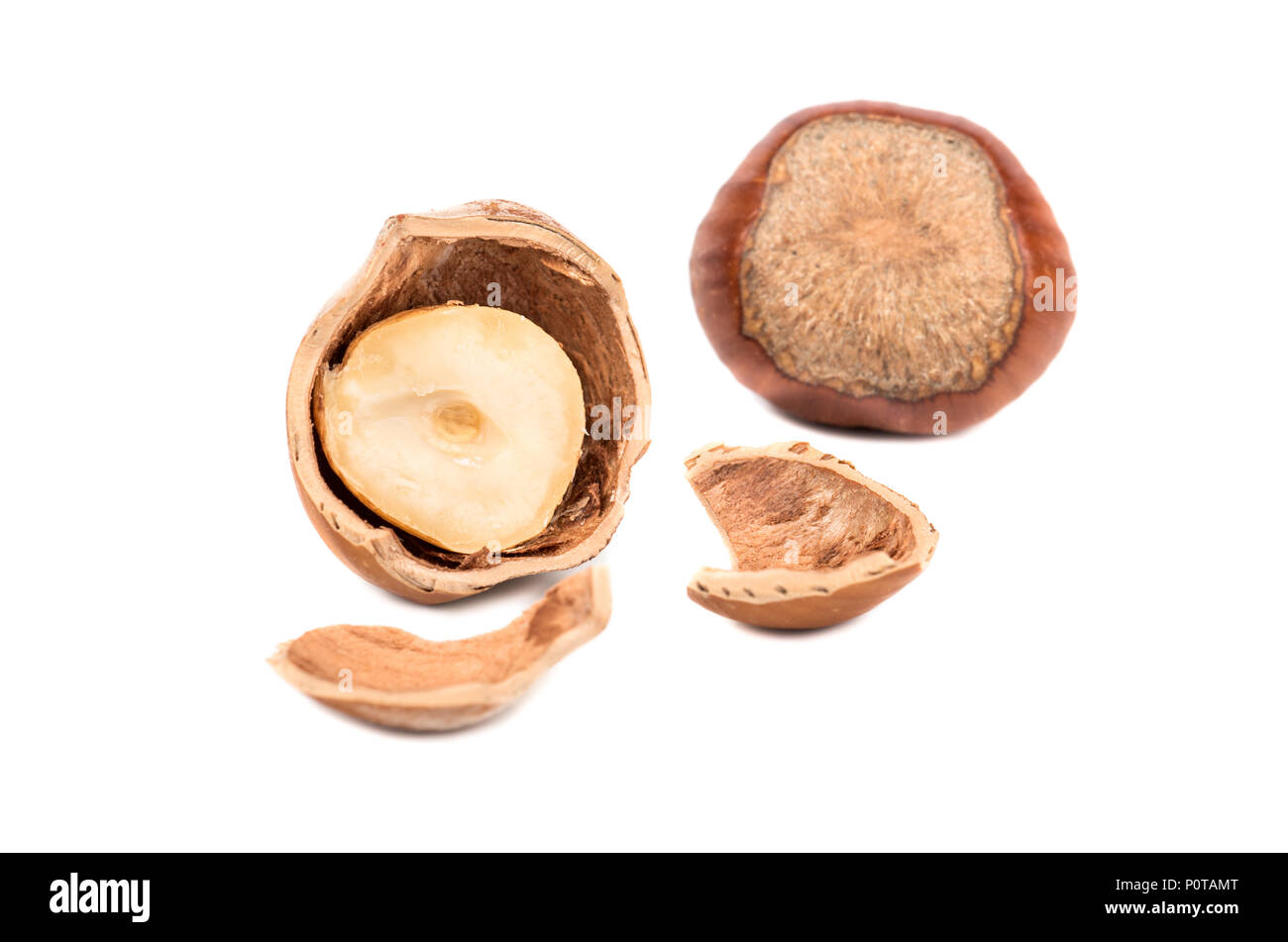 Hazelnut in shell hi-res stock photography and images - Alamy