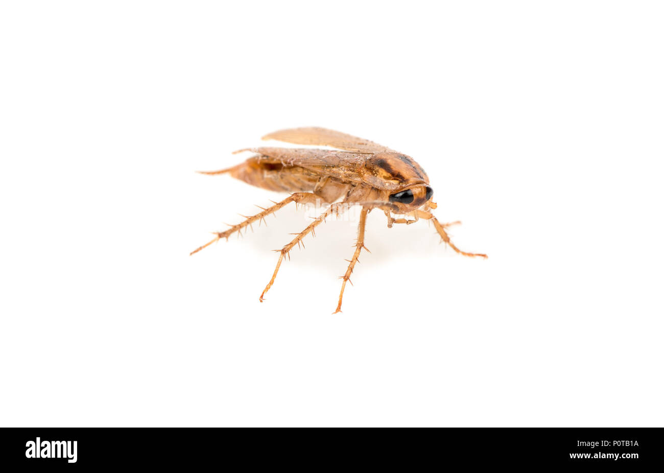 Small brown cockroach isolated on white background Stock Photo - Alamy