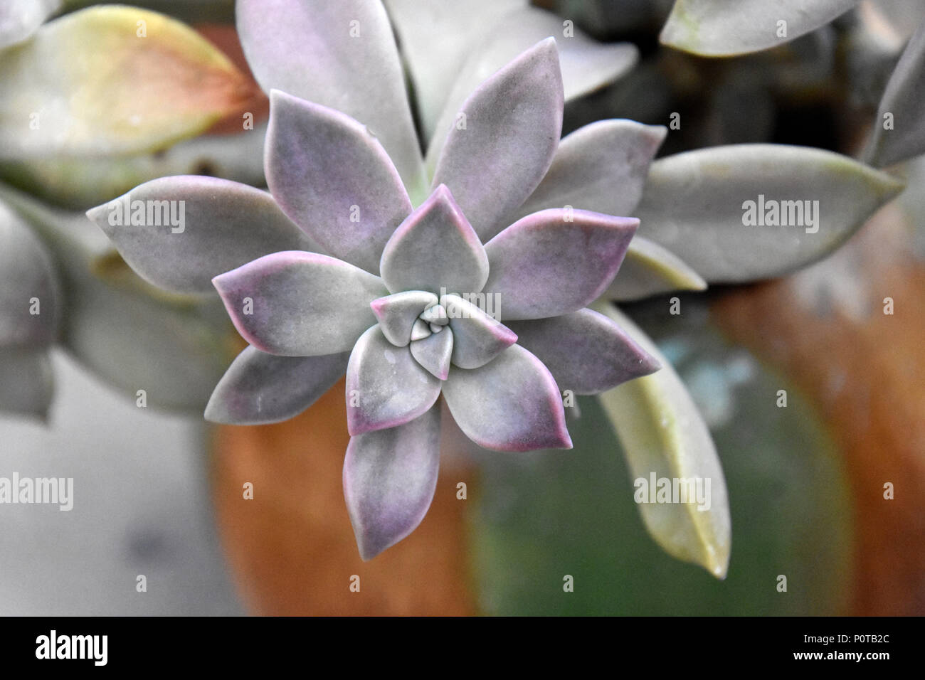 Australian succulents hi-res stock photography and images - Alamy