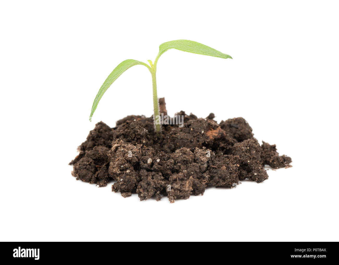 One plant young seedlings in the ground on white background Stock Photo ...