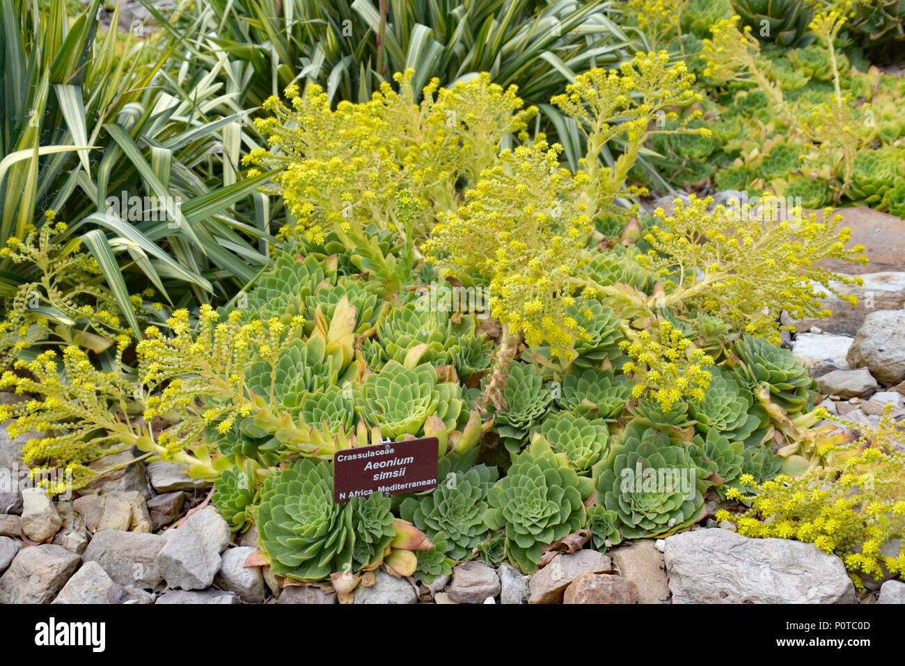 Australian cacti hi-res stock photography and images - Alamy