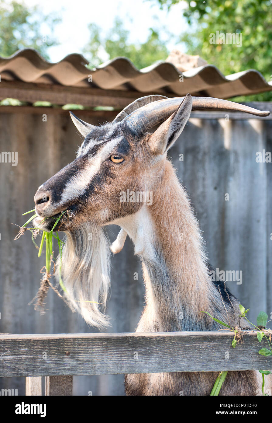Portrait of beautiful goats chewing grass closeup Stock Photo - Alamy