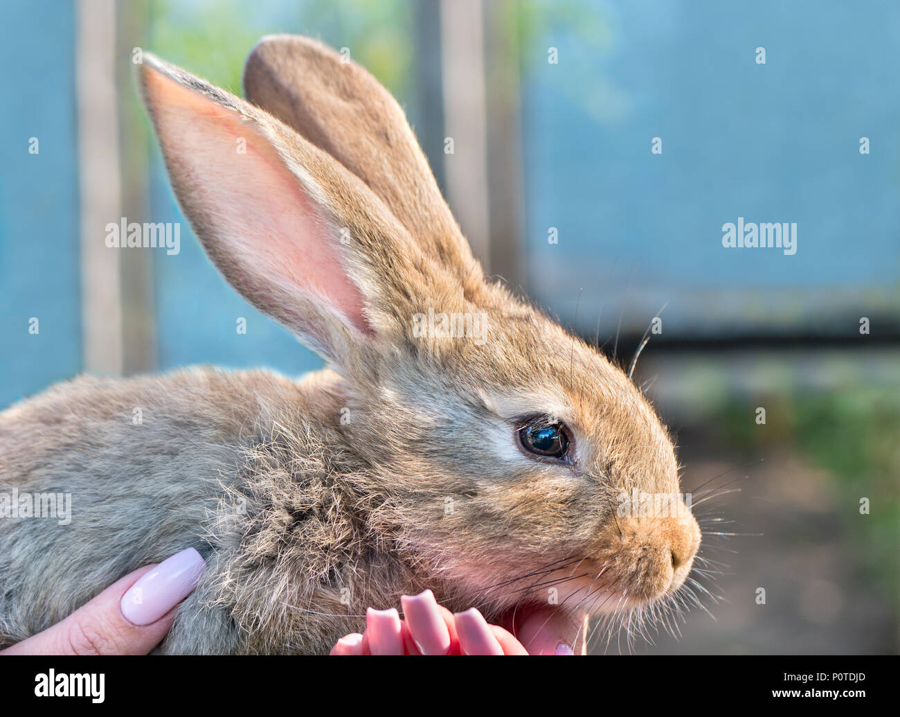 Beautiful rabbit hi-res stock photography and images - Alamy