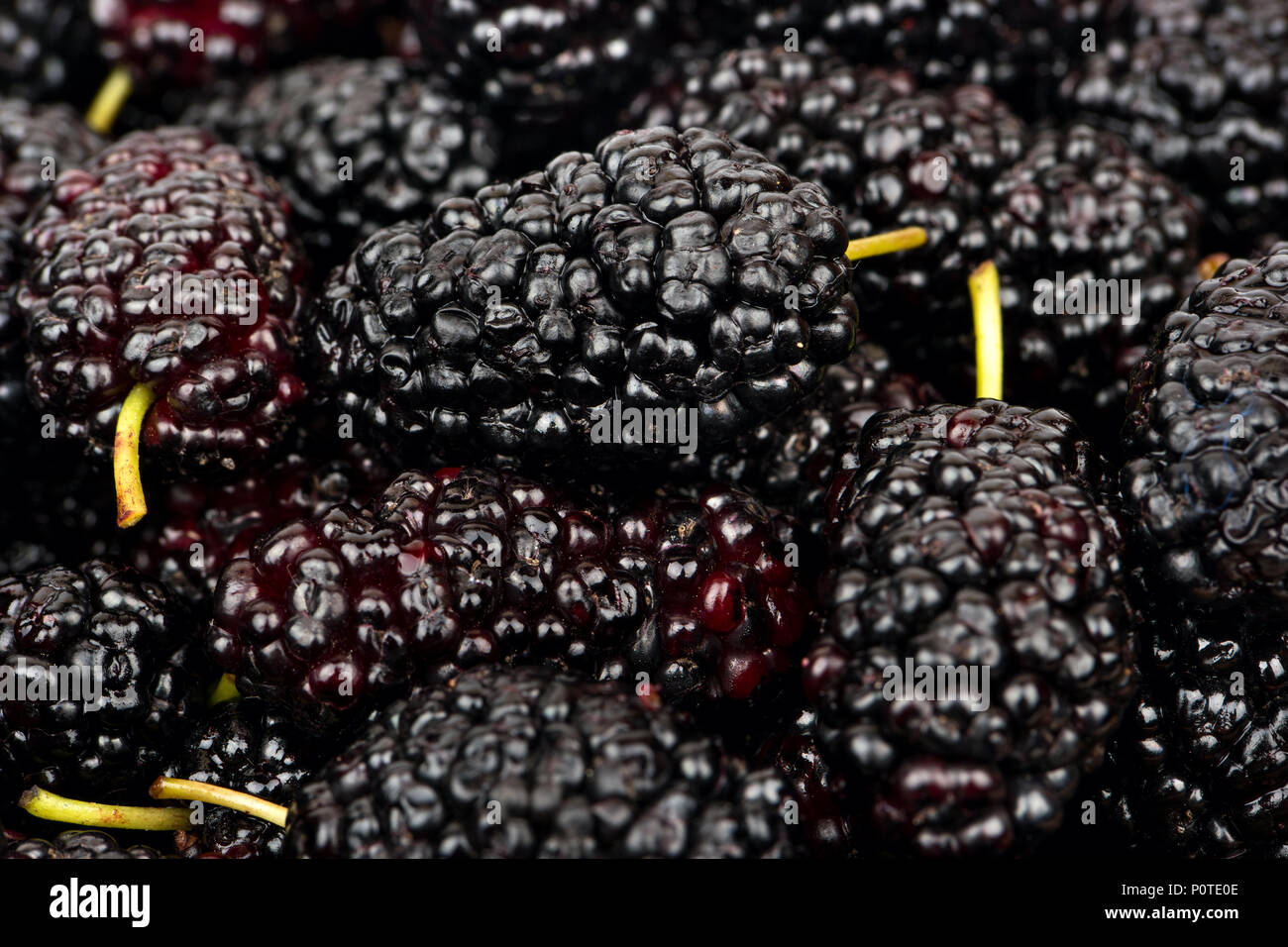Fresh black mulberry hi-res stock photography and images - Alamy