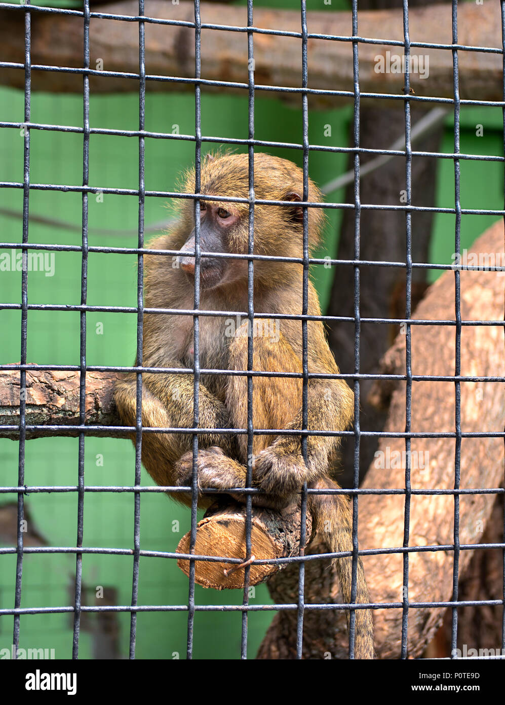 Green monkey Chlorocebus sabaeus on a branch in a cage at zoo Stock ...