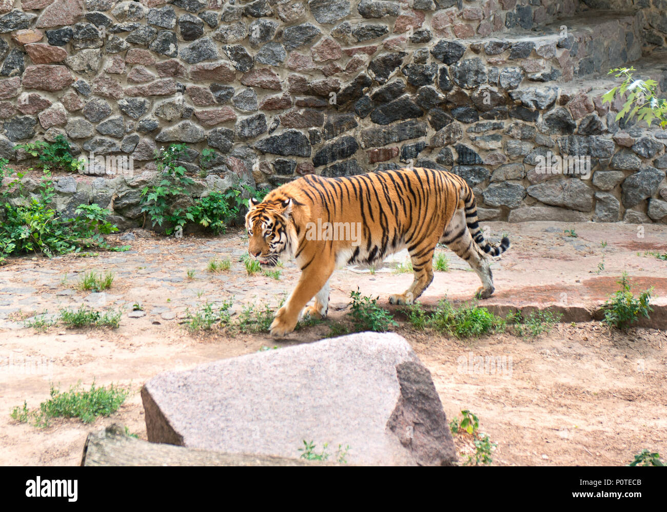 Beautiful Bengal tiger walking along the road at the zoo Stock Photo ...