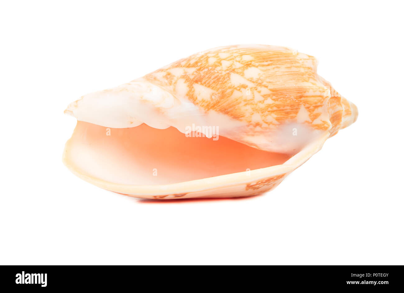 Beautiful sea shell isolated on white background Stock Photo - Alamy