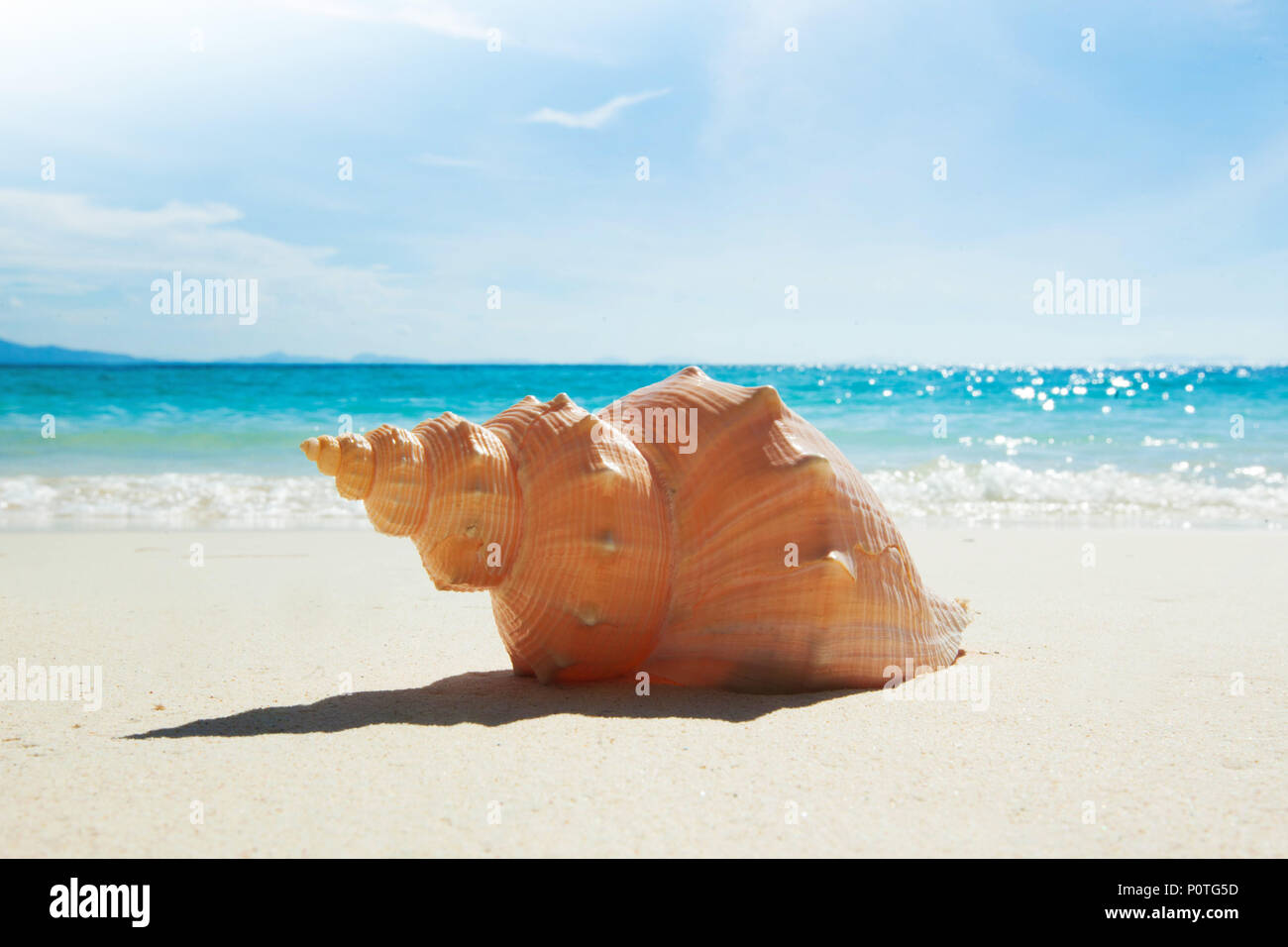 Landscape with sea shell on tropical beach Stock Photo - Alamy