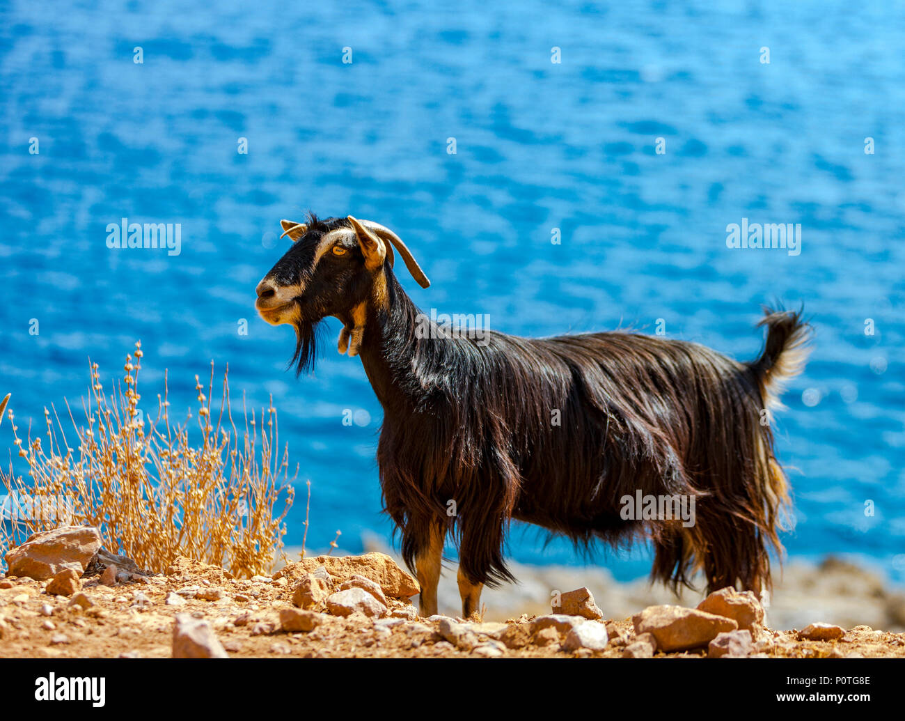 Cretan goat hi-res stock photography and images - Alamy