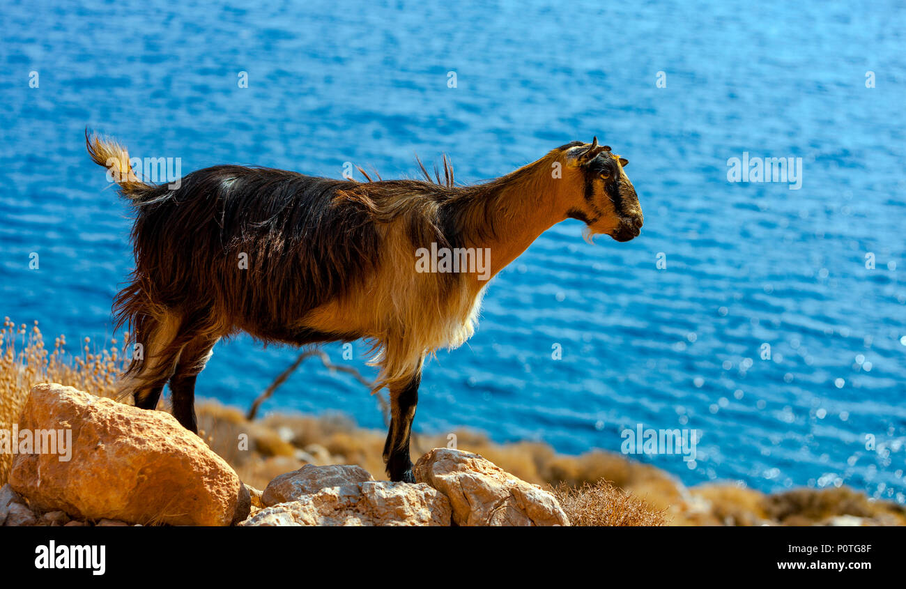 Kri kri goat hi-res stock photography and images - Alamy