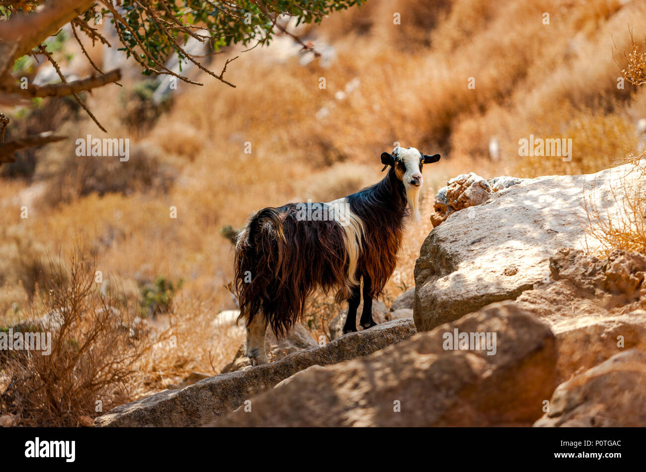 Cretan goat in the mountains against the background of the ...