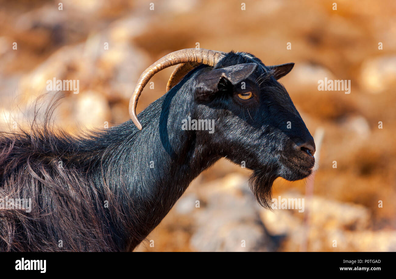 Cretan goat in the mountains against the background of the ...
