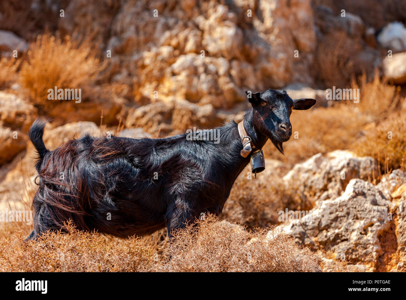 Cretan goat hi-res stock photography and images - Alamy