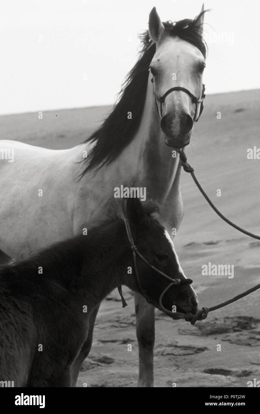 Original Film Title: RUNNING FREE. English Title: RUNNING FREE. Film ...