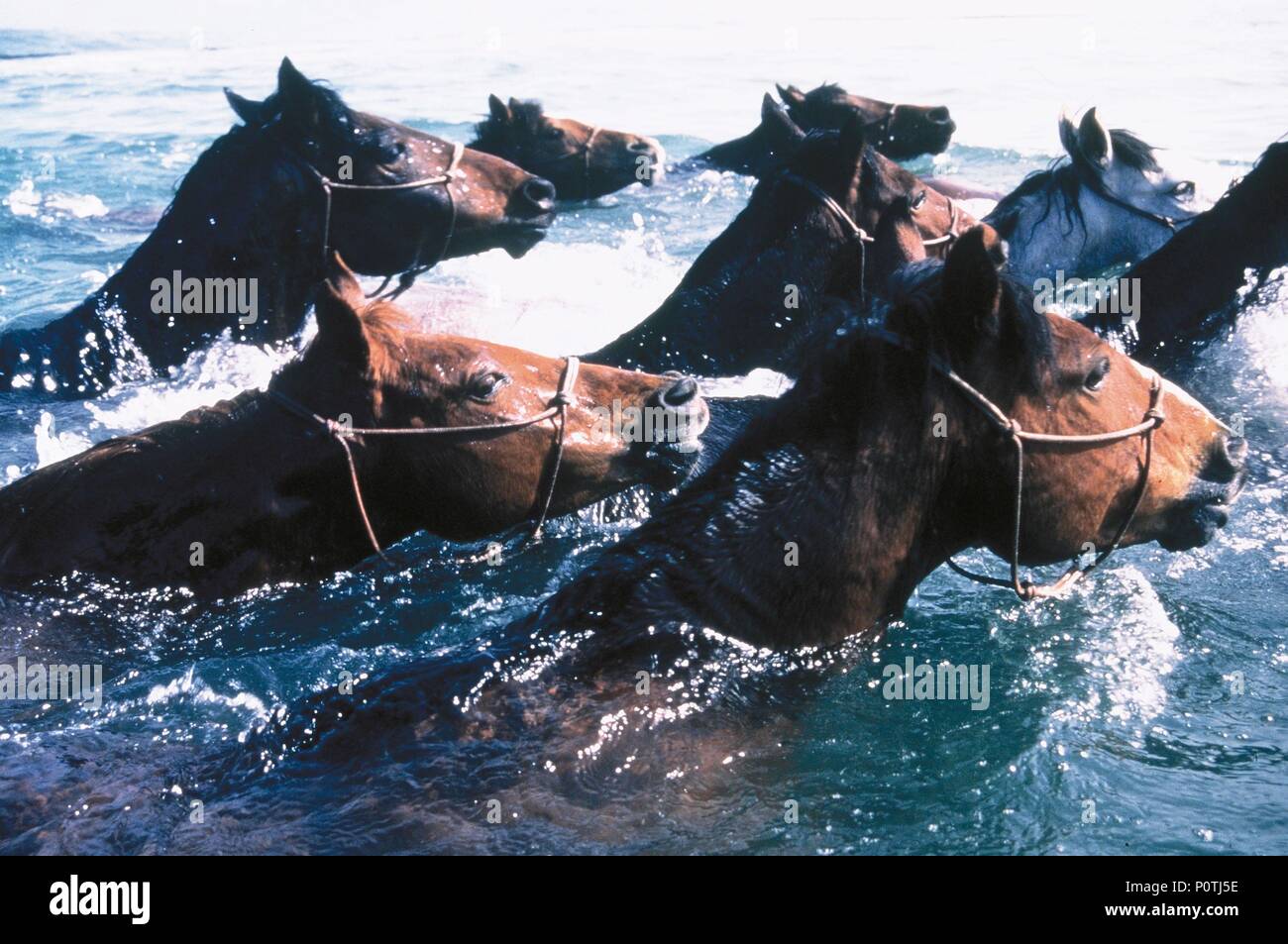 Original Film Title: RUNNING FREE. English Title: RUNNING FREE. Film ...