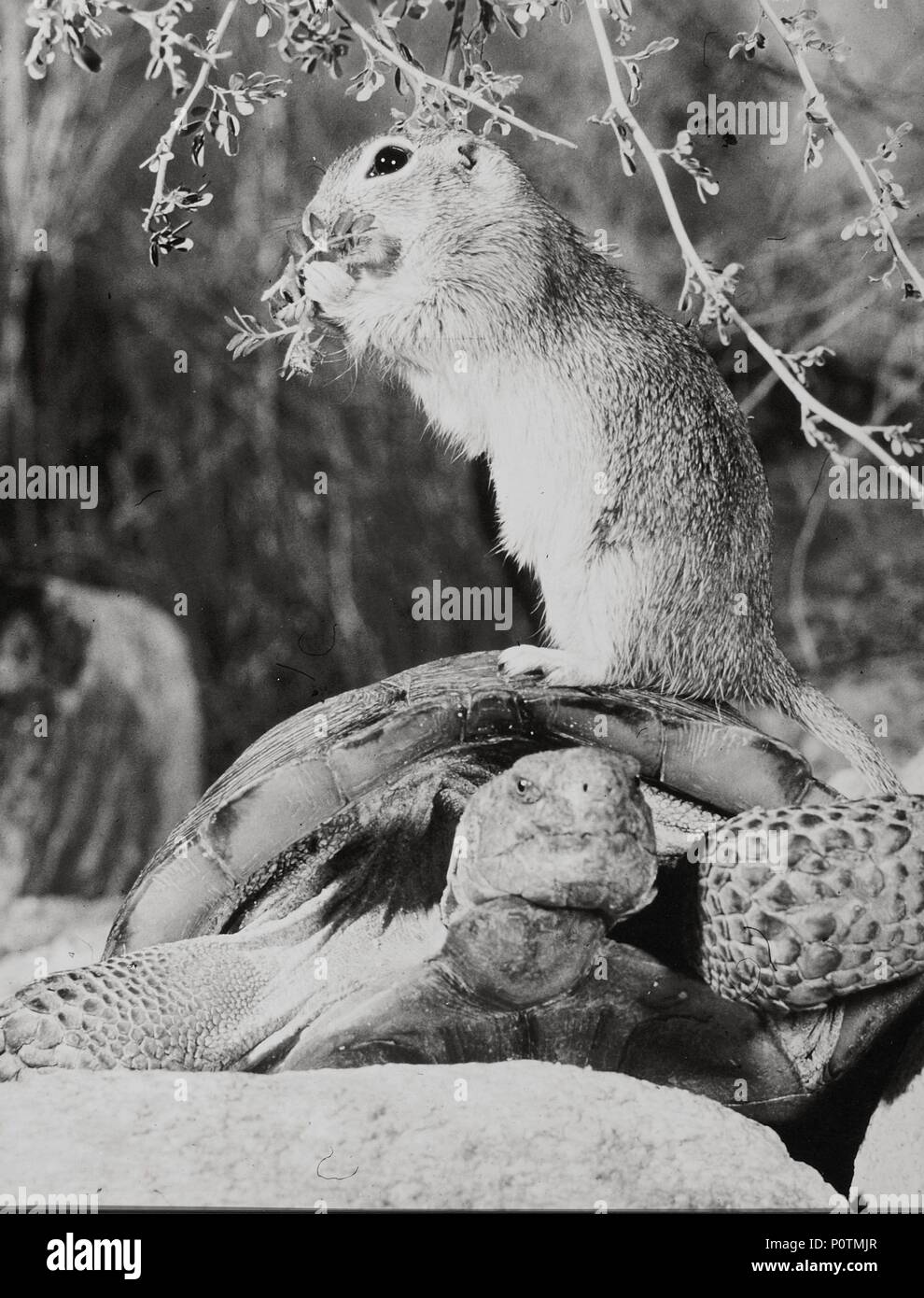 Original Film Title: THE LIVING DESERT. English Title: THE LIVING ...
