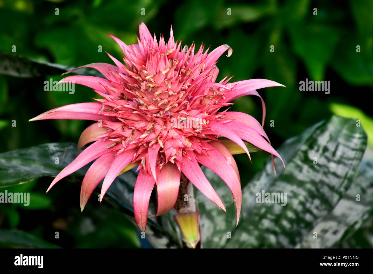 variegated bromeliad plant Stock Photo - Alamy