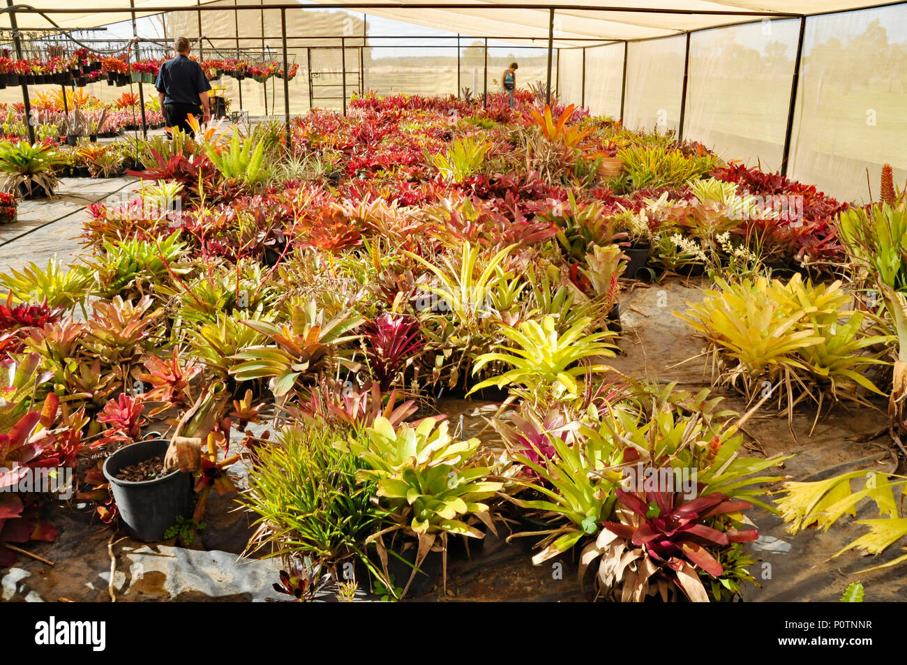 variegated bromeliad plant Stock Photo - Alamy