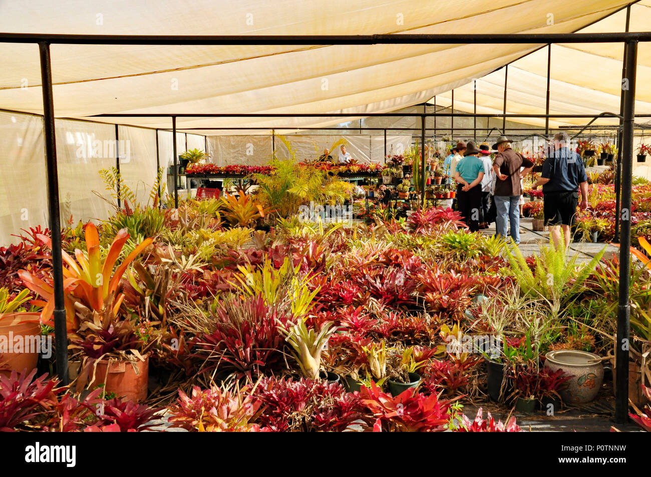 variegated bromeliad plant Stock Photo - Alamy