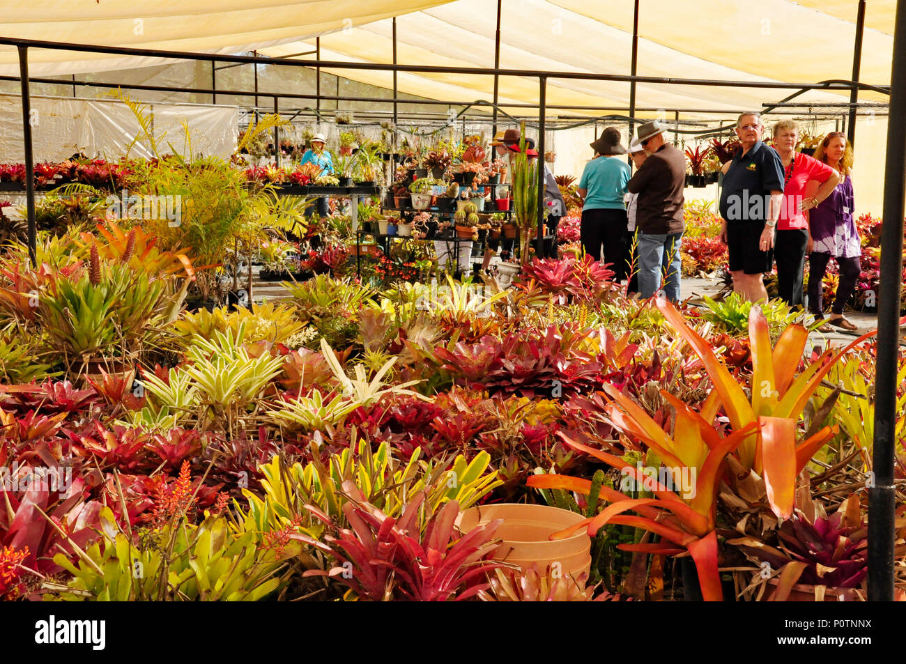 variegated bromeliad plant Stock Photo - Alamy