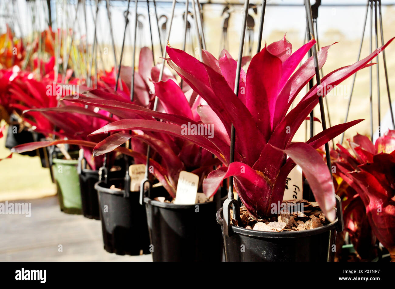 variegated bromeliad plant Stock Photo - Alamy