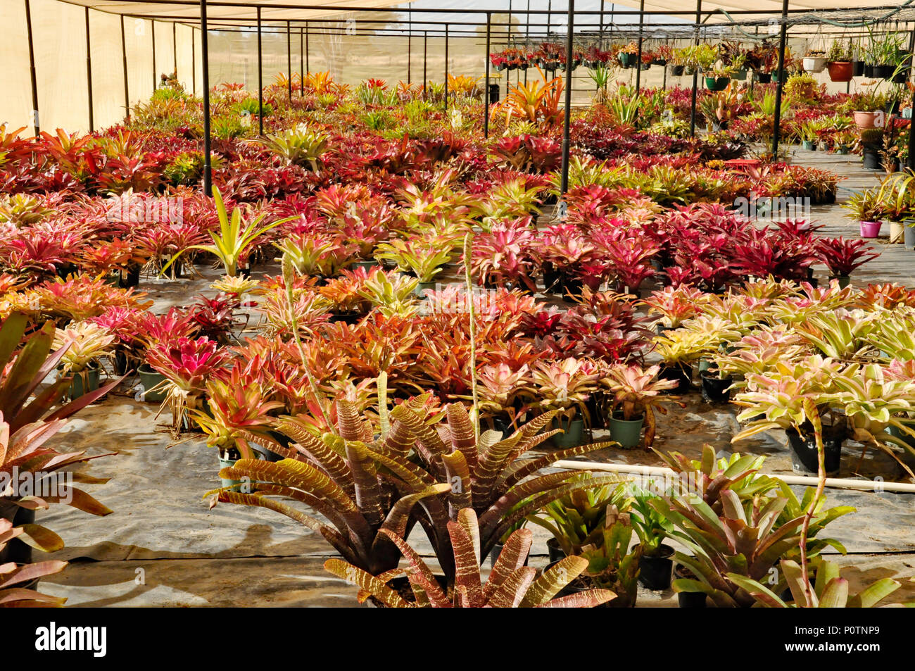variegated bromeliad plant Stock Photo - Alamy