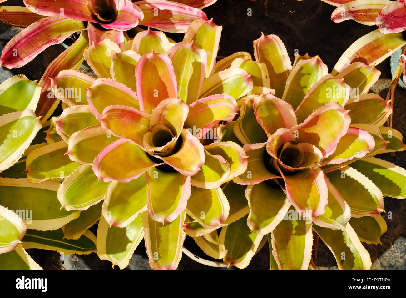 variegated bromeliad plant Stock Photo - Alamy