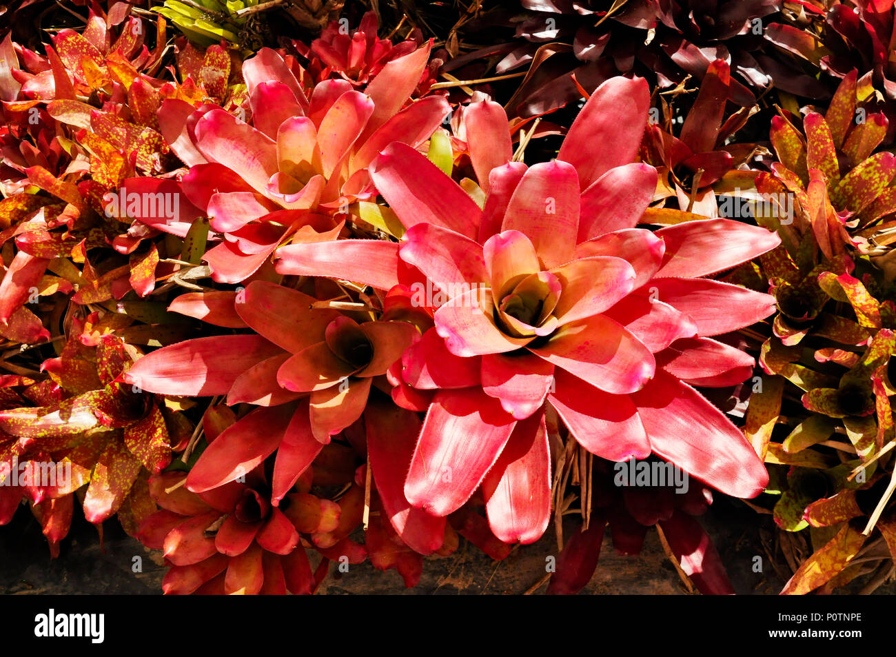 variegated bromeliad plant Stock Photo - Alamy