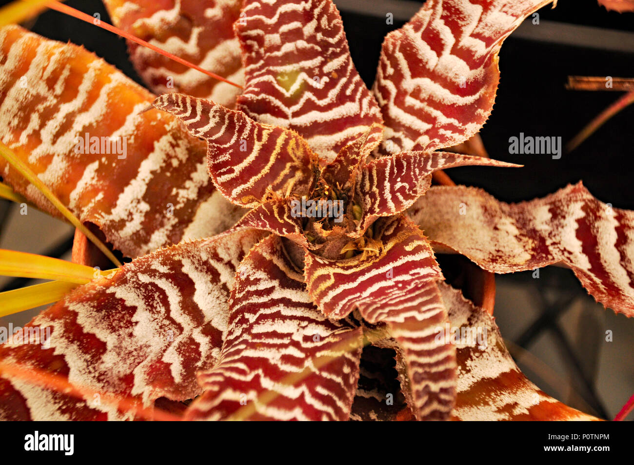 variegated bromeliad plant Stock Photo - Alamy