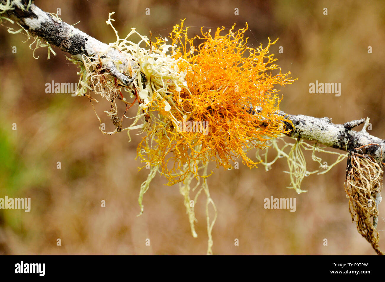 Fruticose lichen hi-res stock photography and images - Alamy