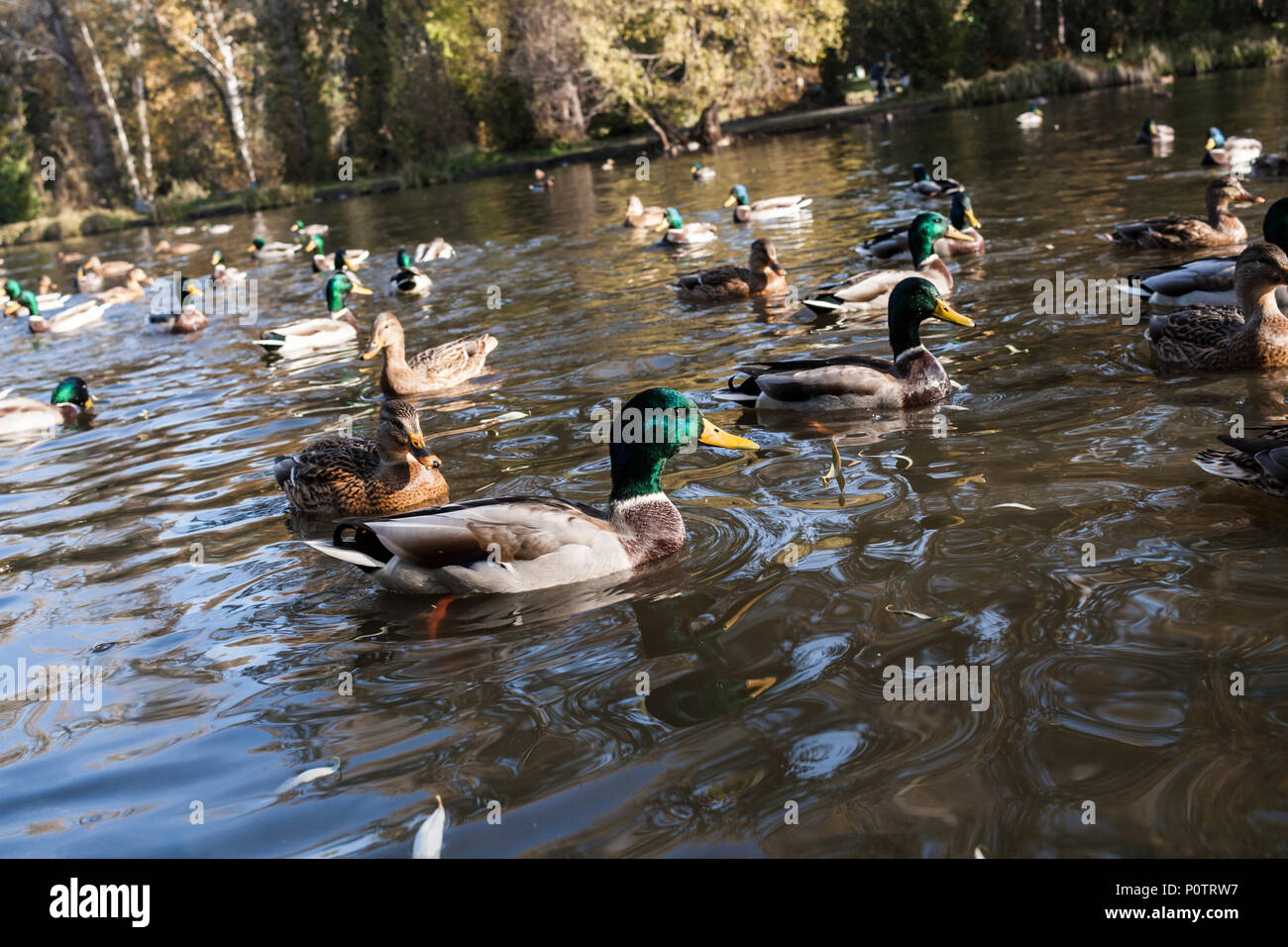 Diagonal bird hi-res stock photography and images - Alamy