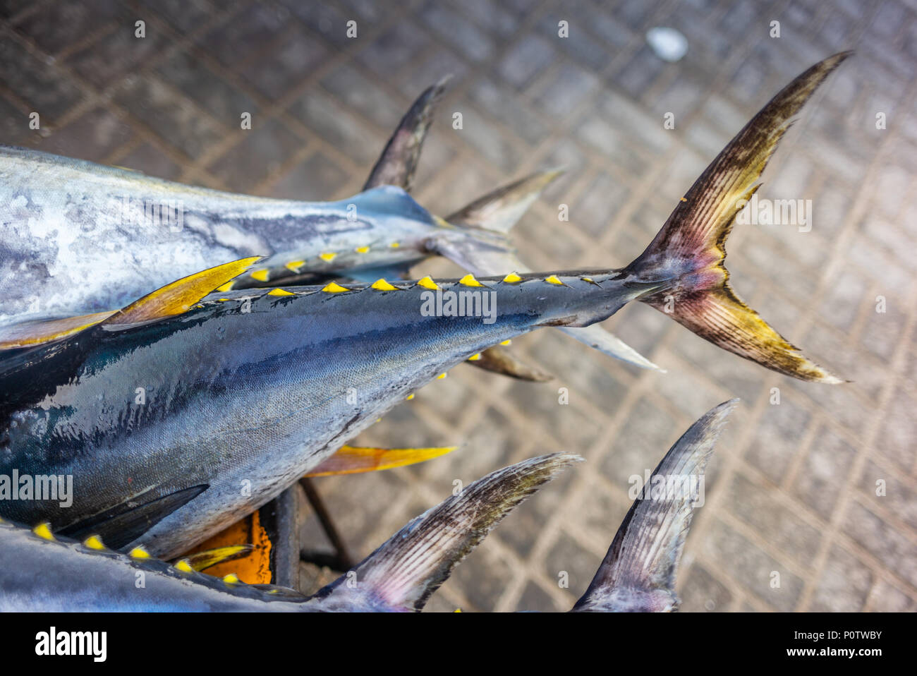 Fresh yellow fin tuna catch at the fish market in Muscat - 2 Stock ...