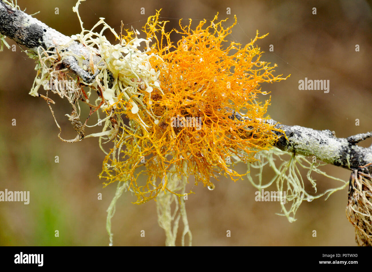 Fruticose lichen hi-res stock photography and images - Alamy