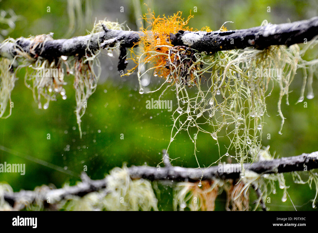 Fruticose lichen hi-res stock photography and images - Alamy