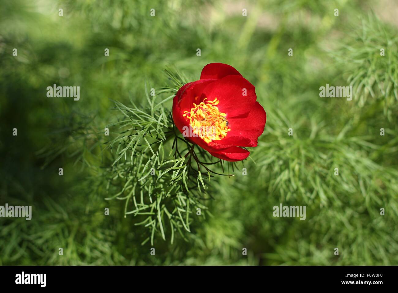 Flower of red wild species of fine leaved peony (Paeonia tenuifolia ...
