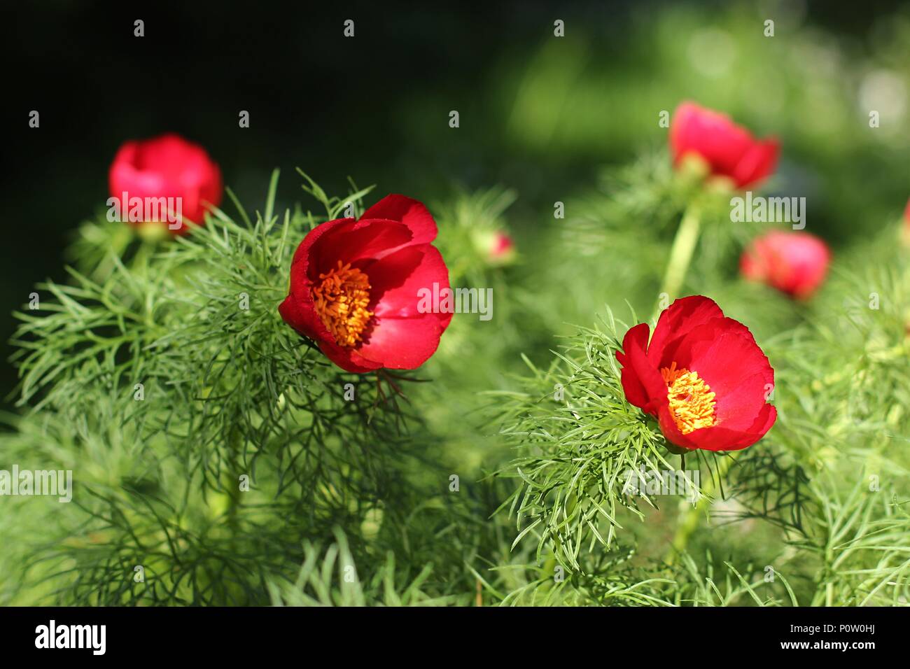 Flower of red wild species of fine leaved peony (Paeonia tenuifolia ...