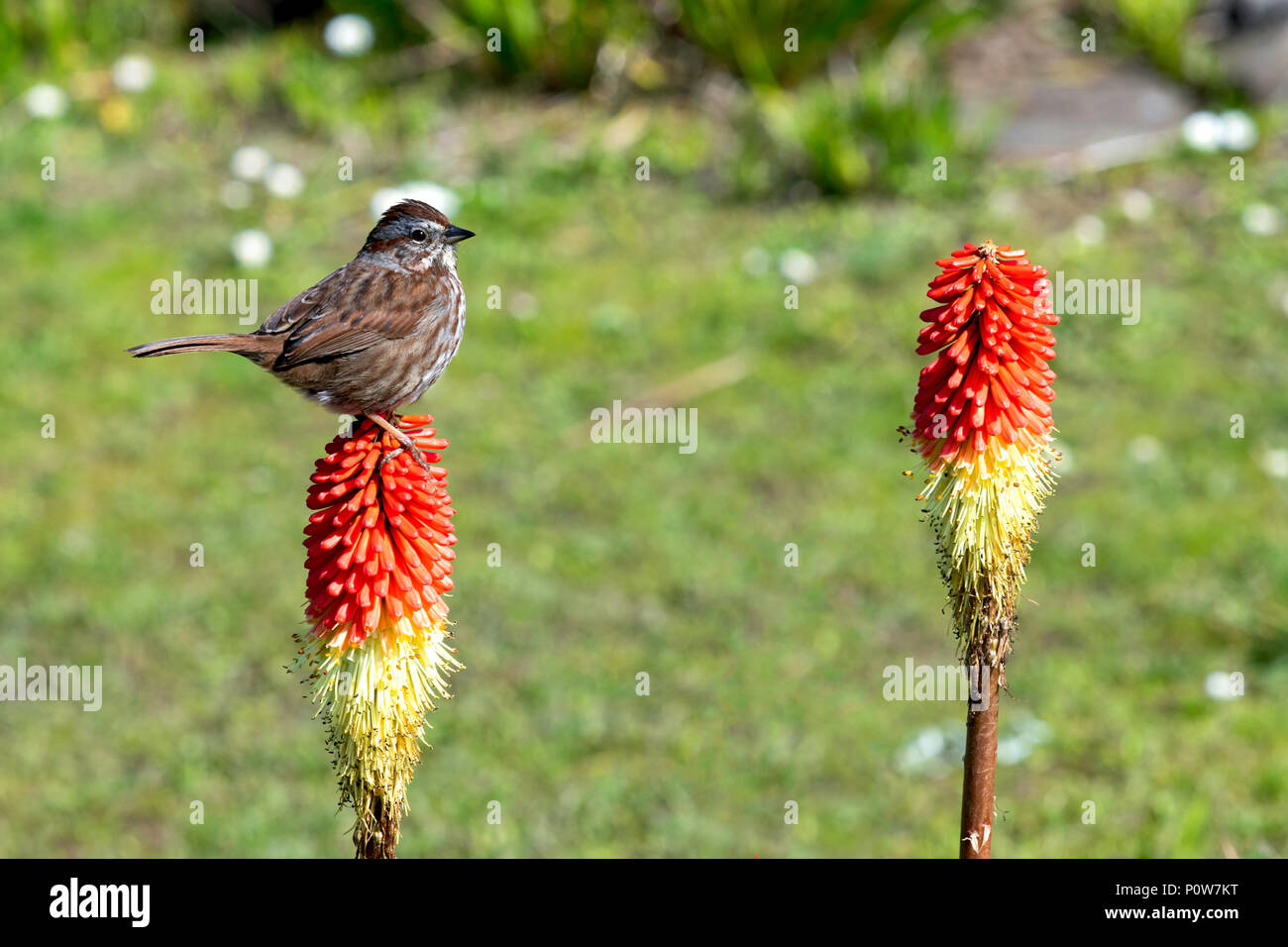 Songbird flower hi-res stock photography and images - Alamy