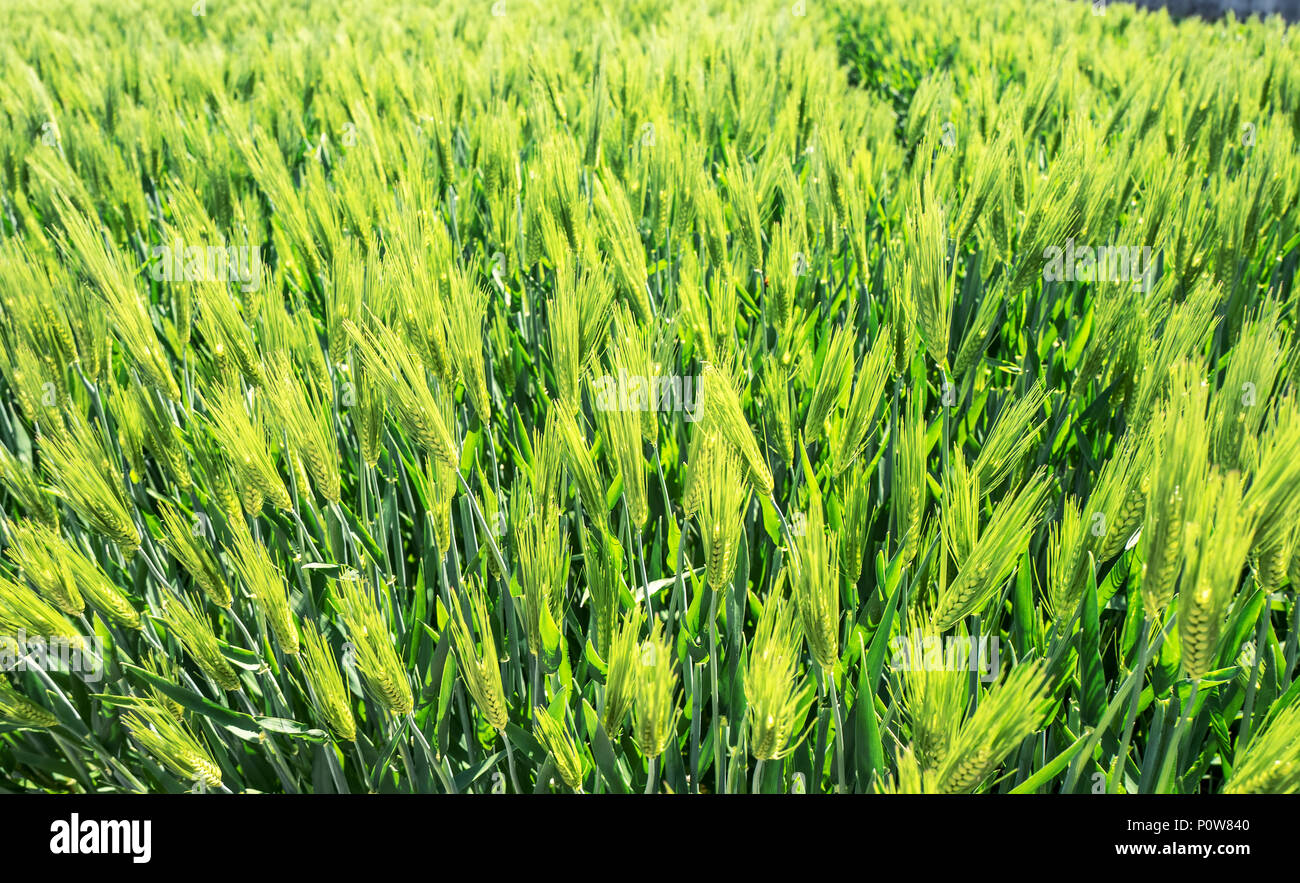 Rice farming season hi-res stock photography and images - Alamy