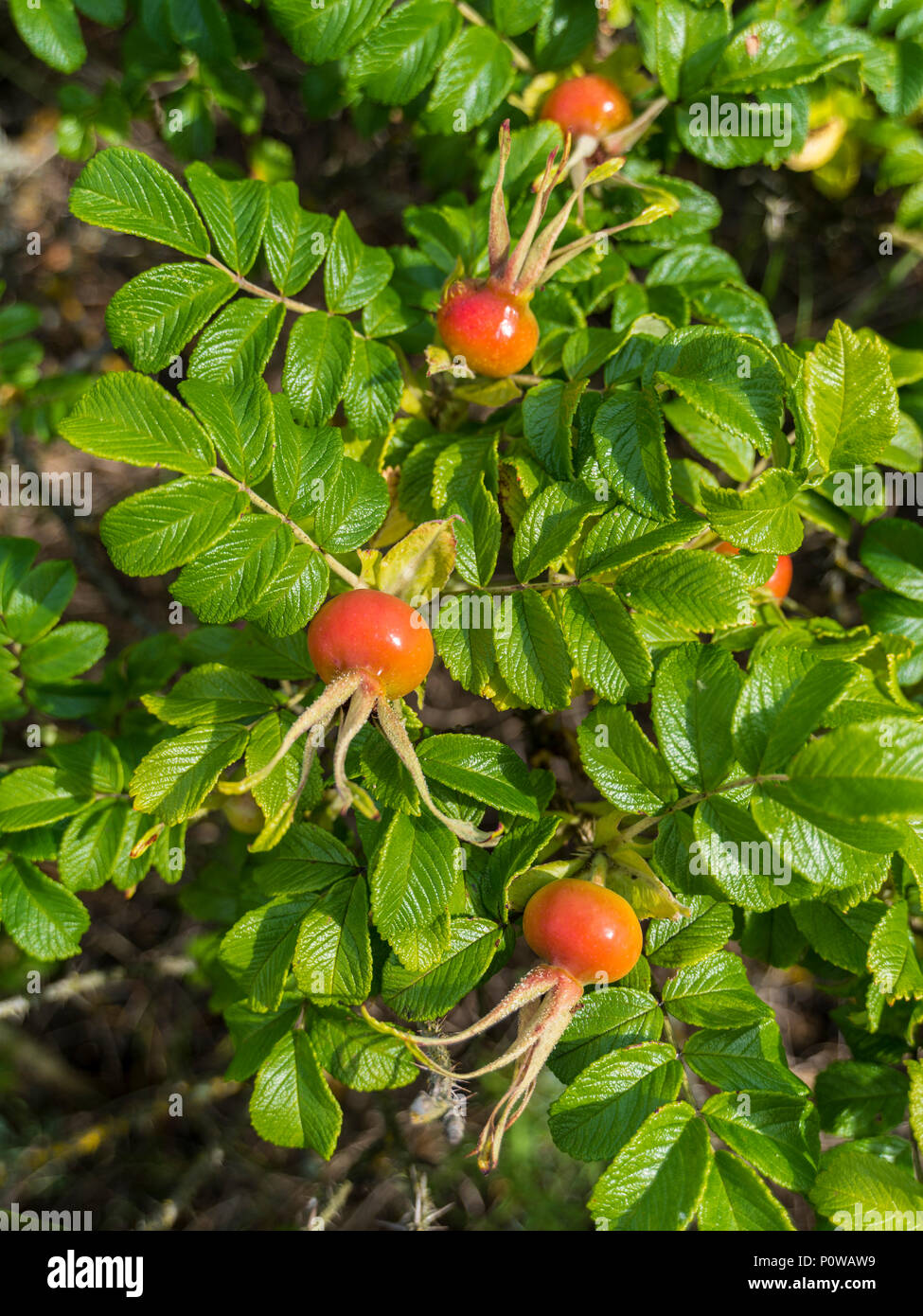 Rosehip leaf hi-res stock photography and images - Alamy