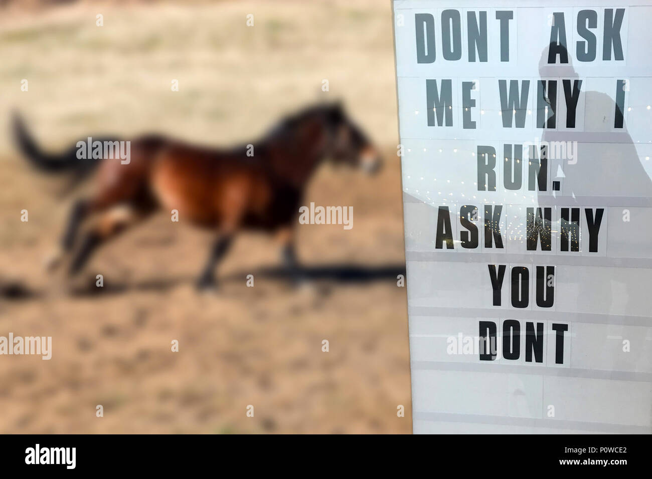 don't ask mw why i run ask why you don't sign with horse Stock Photo ... don't ask mw why i run ask why you don't sign with horse Stock Photo ...