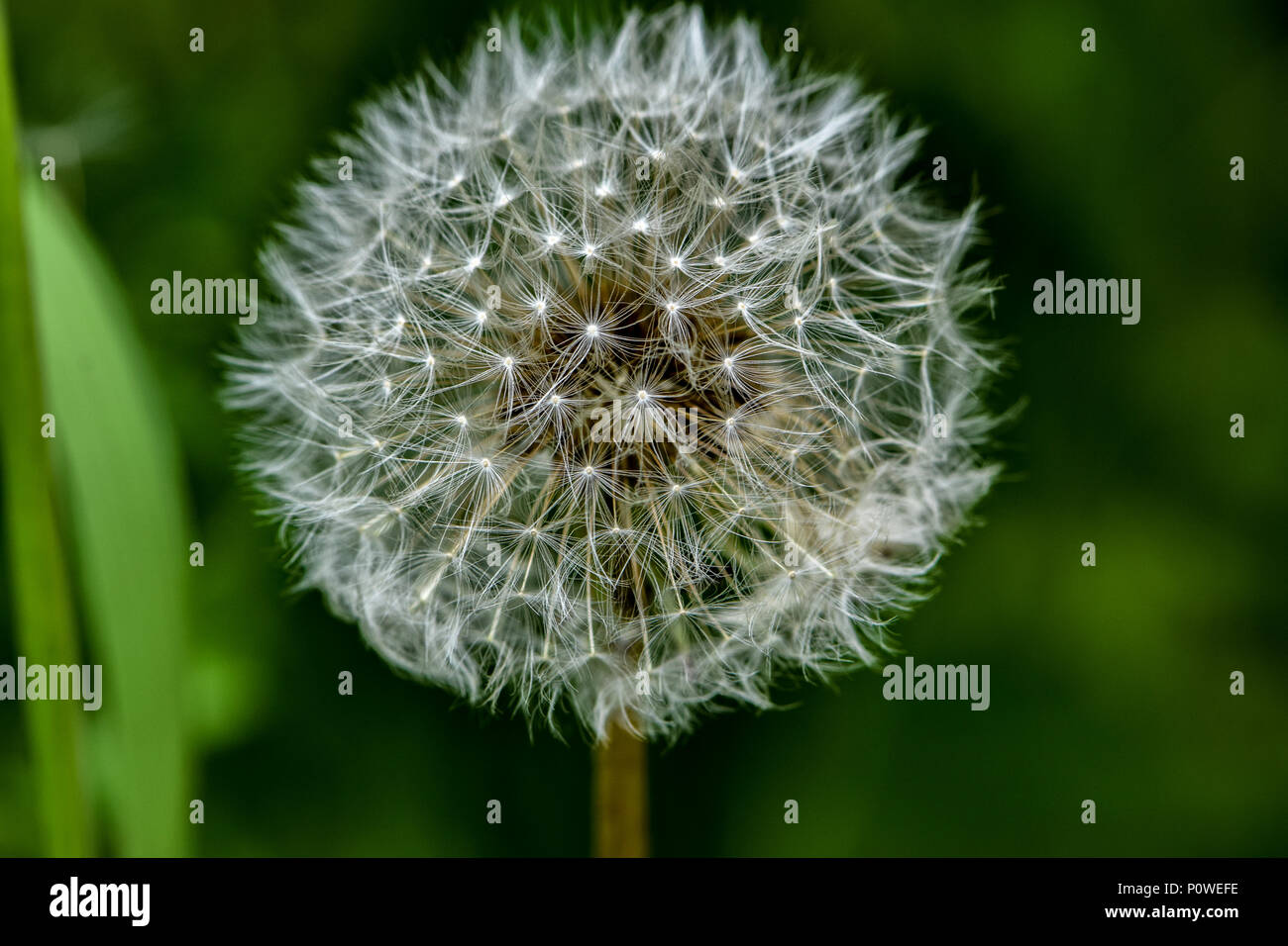 Dandelion geometry flower Stock Photo - Alamy