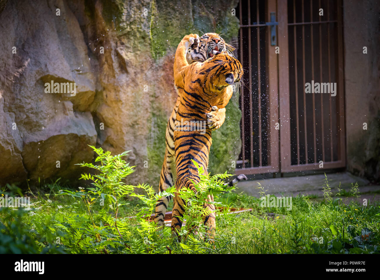 Malayan tiger hi-res stock photography and images - Alamy