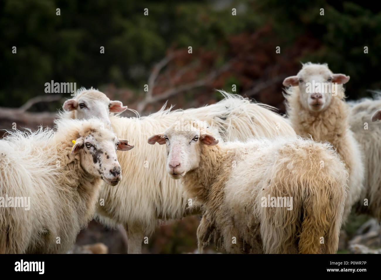 Croatia cres lamb hi-res stock photography and images - Alamy